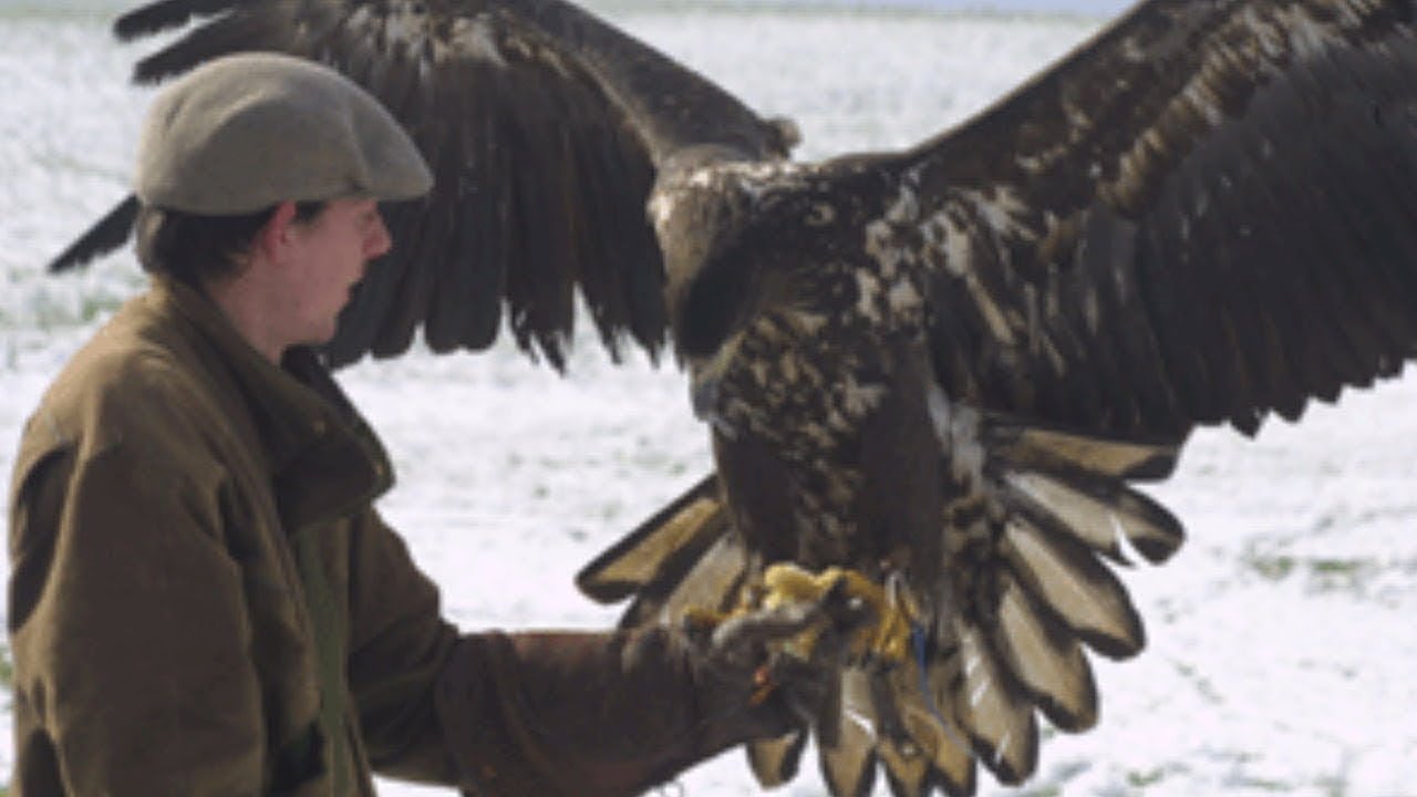 Top 10 Largest Birds of Prey - YouTube