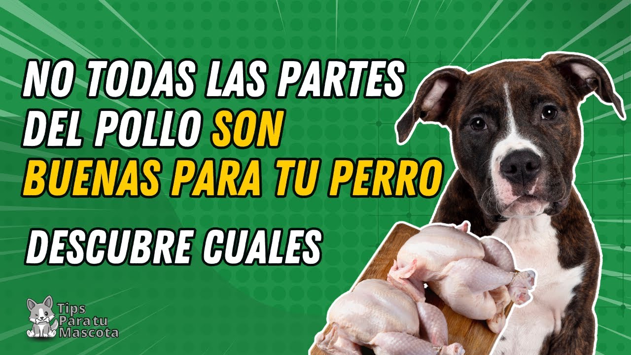 ¿PUEDEN LOS PERROS COMER POLLO? - YouTube