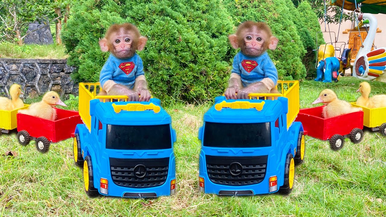 Baby Monkey Bu Bu in the truck helps duckling So cute - YouTube