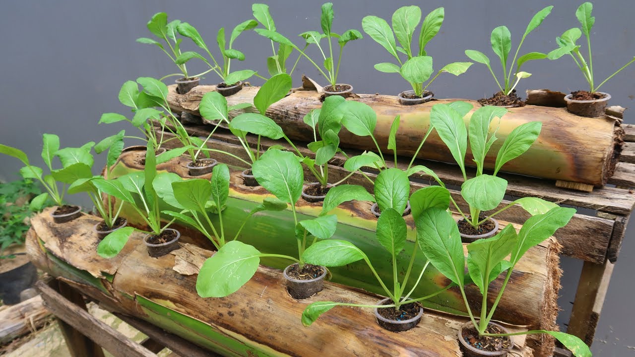Skill for growing vegetables in banana tree, fast and simple - YouTube