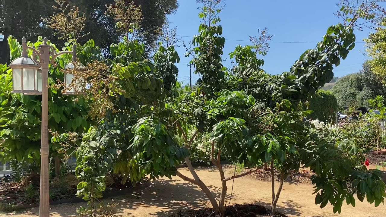 Logan tree (Kohala) - YouTube