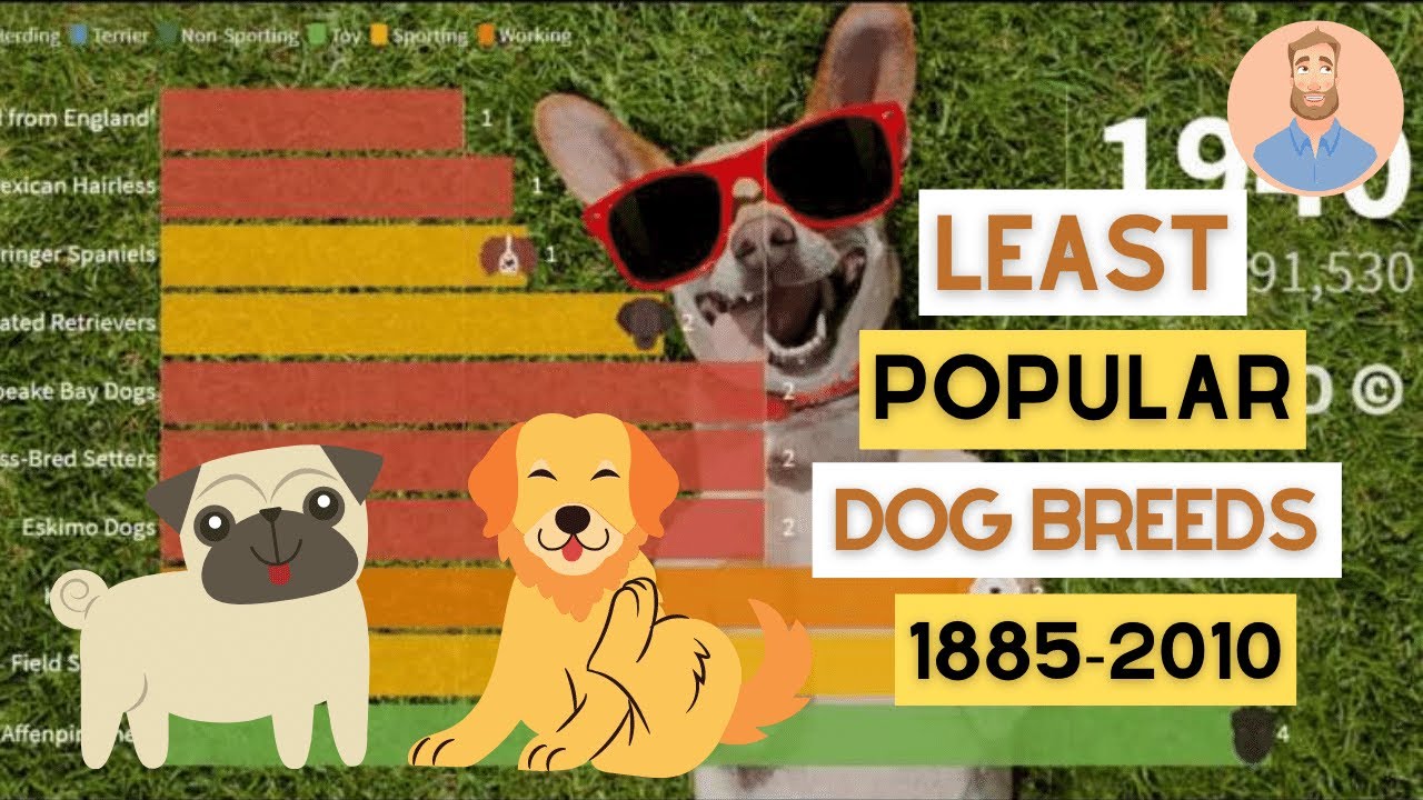 14 Least Popular Dog Breeds Of All Time - YouTube