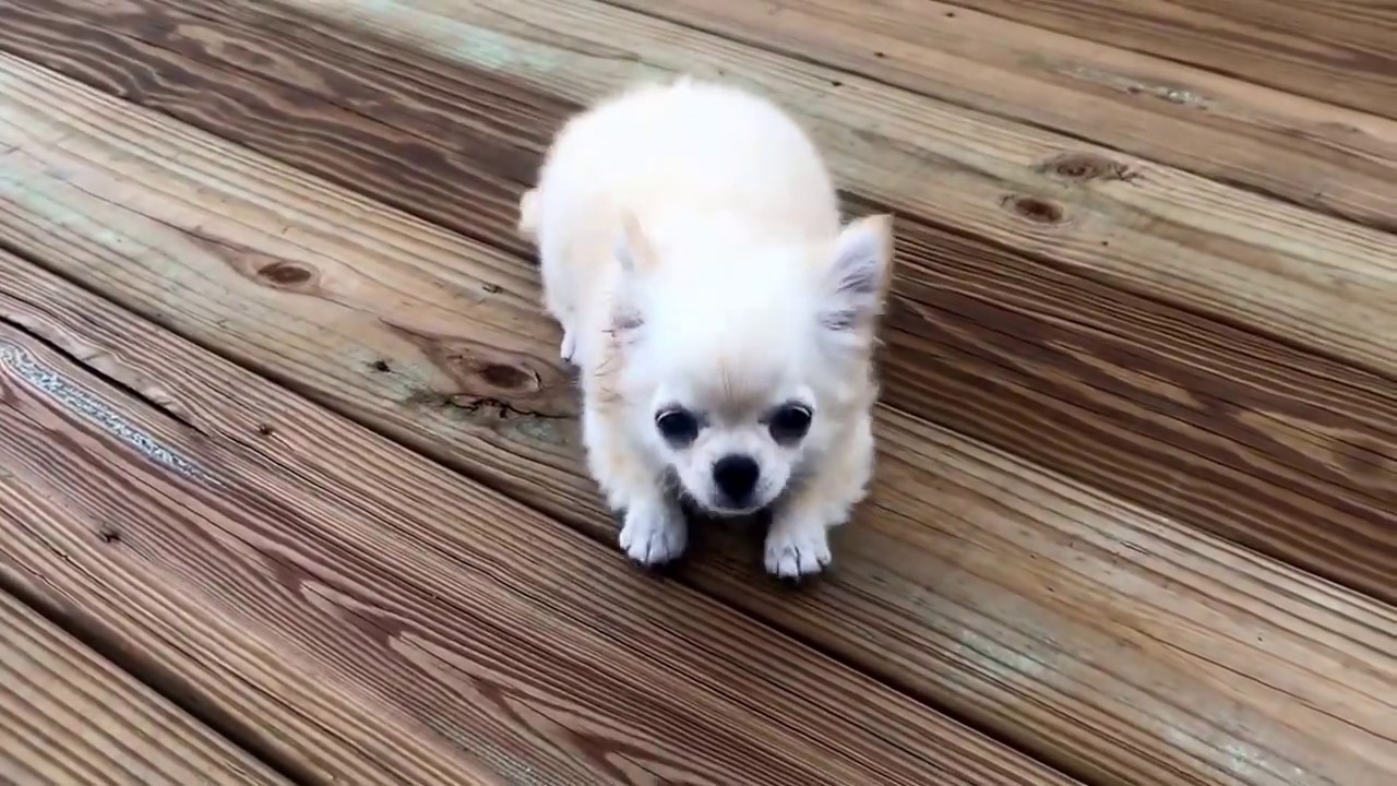 Talking puppy! See what he has to say this time! - YouTube