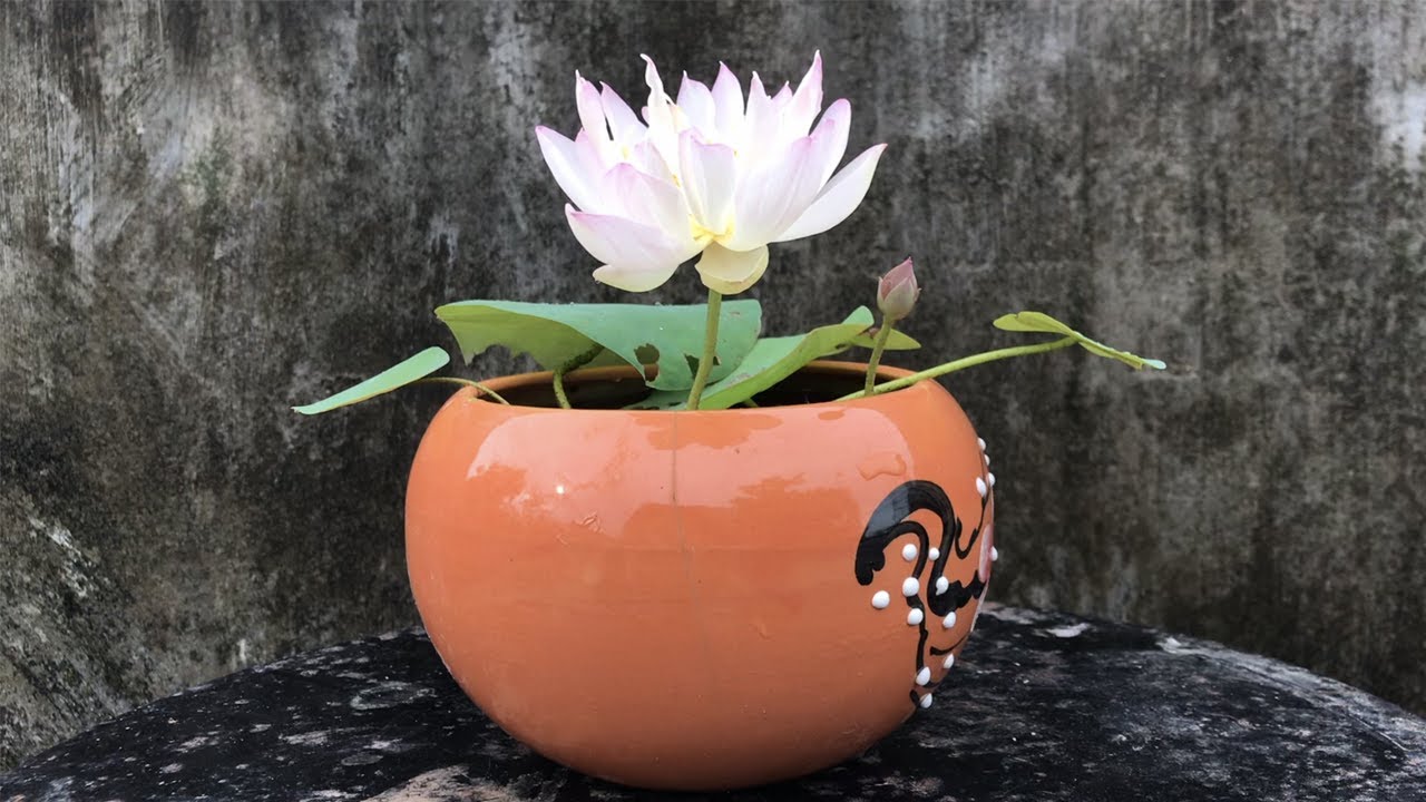 Grow micro lotus plant at home - YouTube