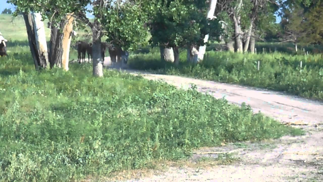 VC Cowboy Perks jingling the young horses - YouTube