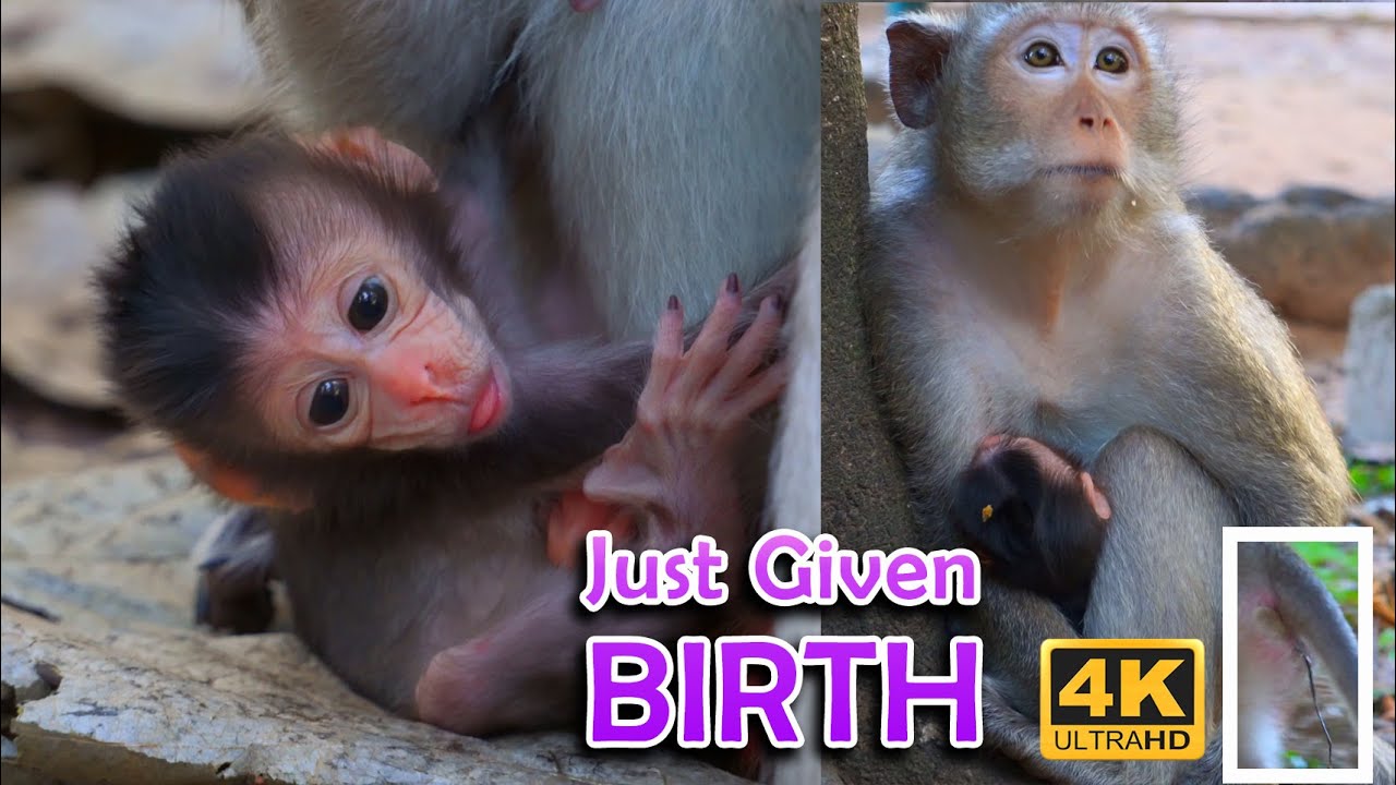 Just Given Birth | 4K - YouTube