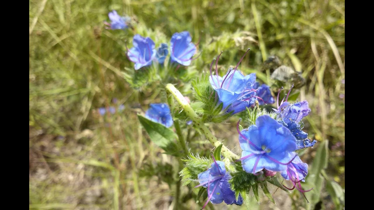 Echium vulgare (Erba viperina) - YouTube