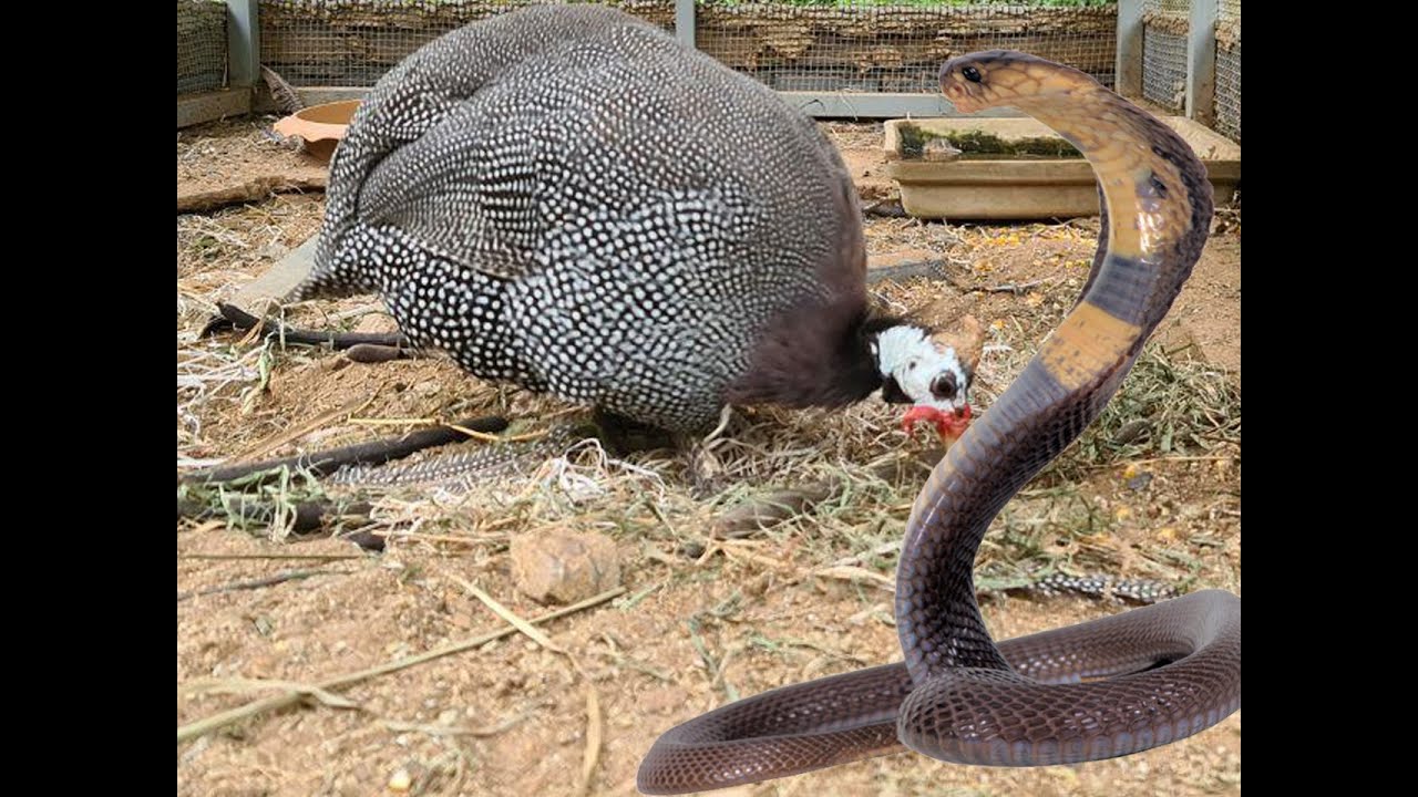 NOU SAMNANG Chieken Reaction While Met something reaction - YouTube