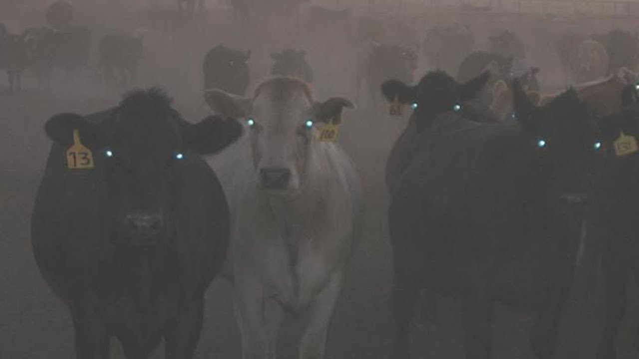 Cattle Killing Monster? - YouTube