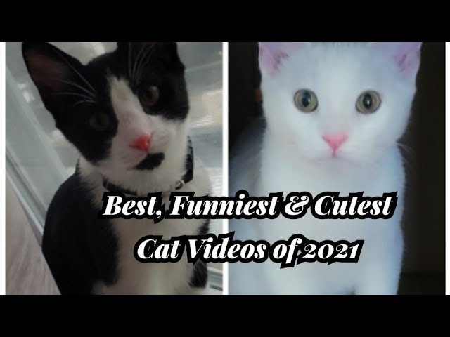 How Buzzfeed Rode Cute Cat Videos To 100 Million Meet The Top 100