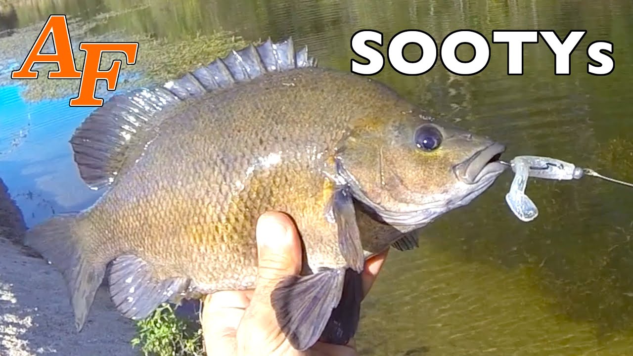 Townsville Sooty Grunter Fishing on foot Andysfishing Andy's Fish Video ...