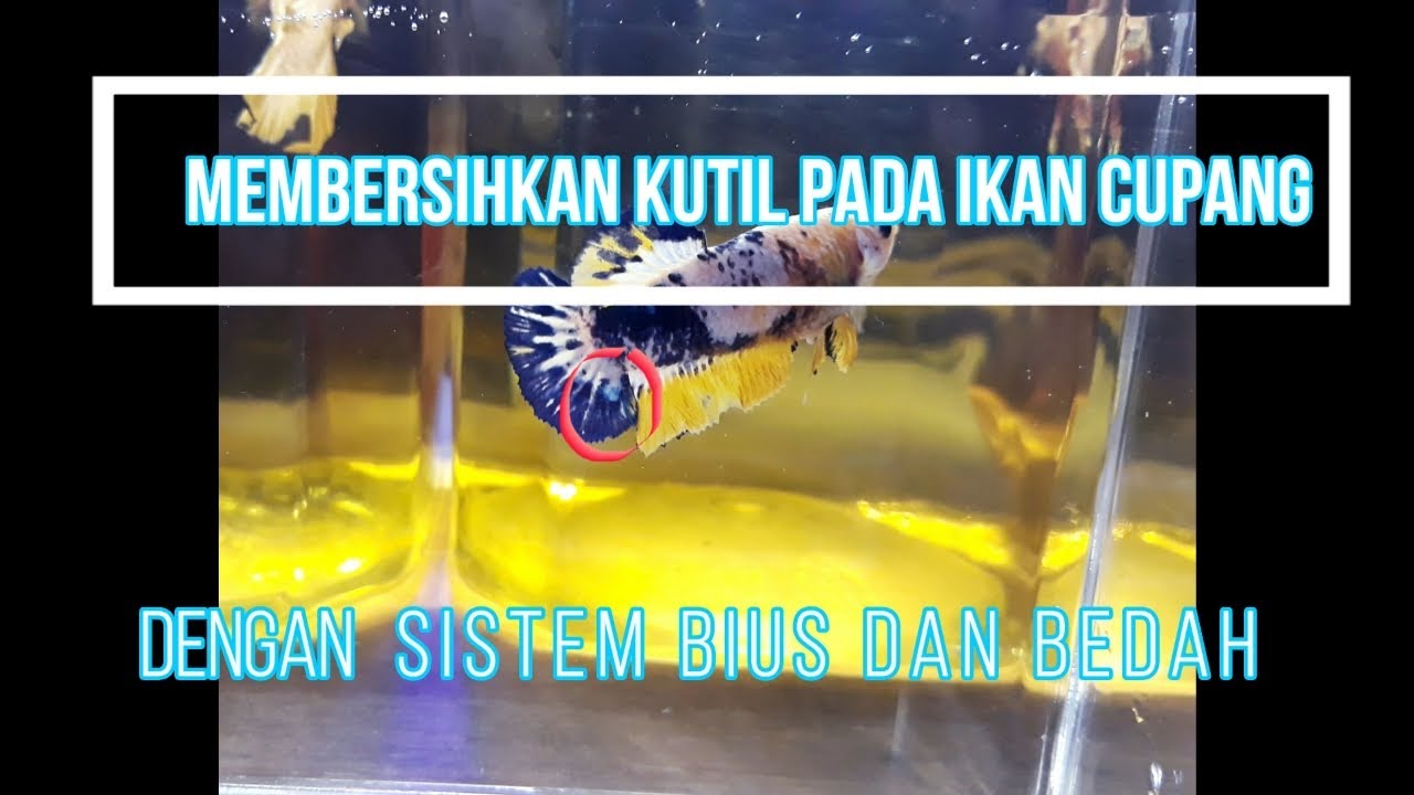 MENGOBATI KUTIL PADA IKAN CUPANG DENGAN SISTEM BIUS DAN BEDAH #8 - YouTube