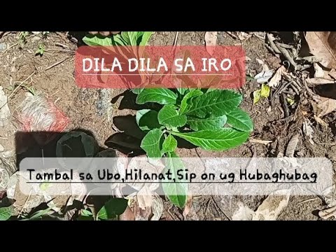 #1Blog Dila dila sa iro or Kokog Manog-Tambal sa Ubo,Hilanat,Sip on ug Hubag hubag. - YouTube