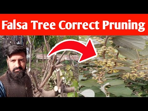 Phalsa plant care|falsa Tree cutting best time|falsa pruning|phalsa ...