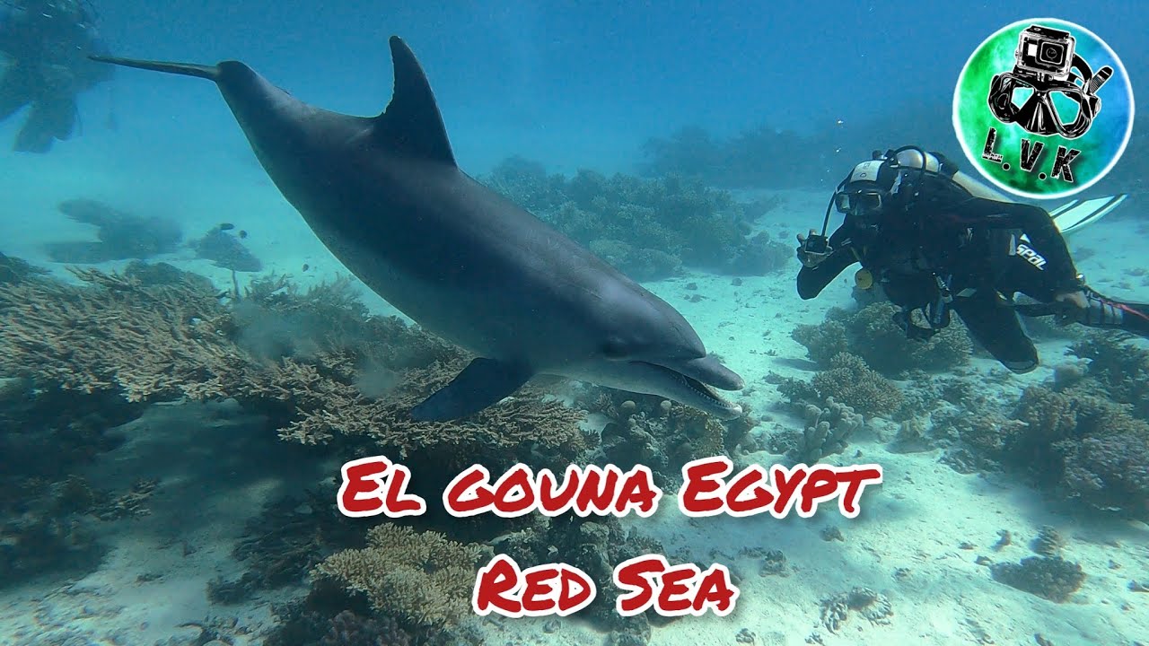 Egypt Red Sea Diving El Gouna / Hurghada - YouTube