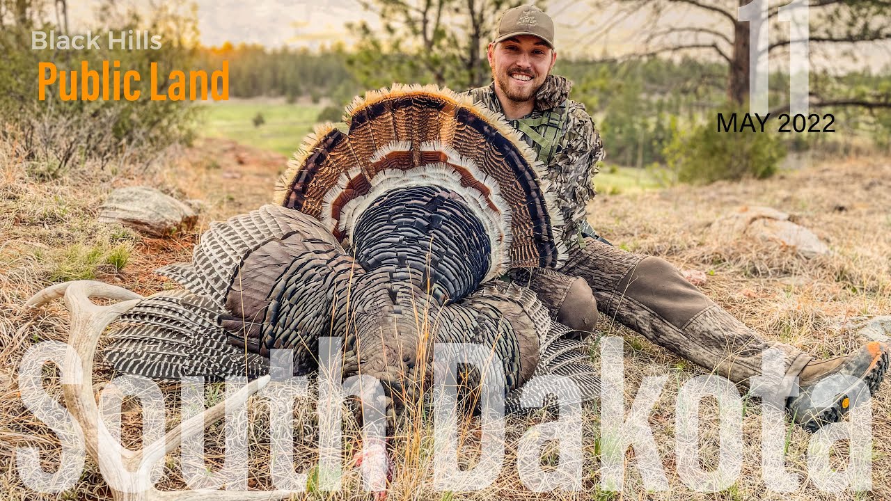 11| South Dakota Black Hills Merriam On a String| Public Land Turkey ...