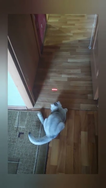 Scottish Fold arranged a race around the apartment, we all want to catch the red dot😅😊 - YouTube