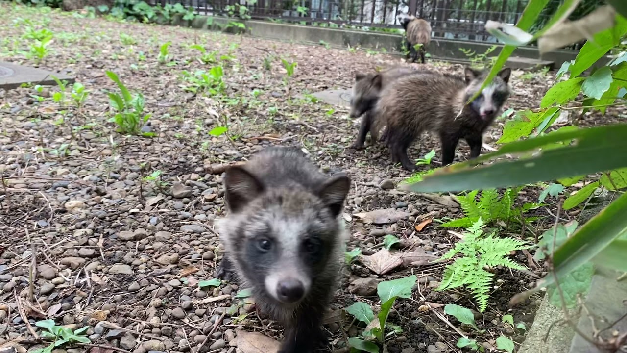 A Tanuki family in Nerima, Tokyo 東京・練馬のたぬきの親子 - YouTube