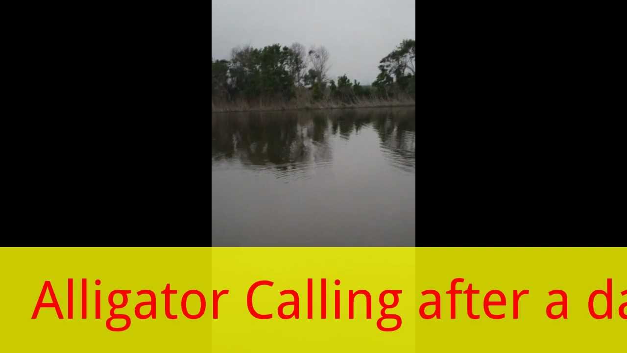 Alligator Calling At River Launch Ramp - YouTube