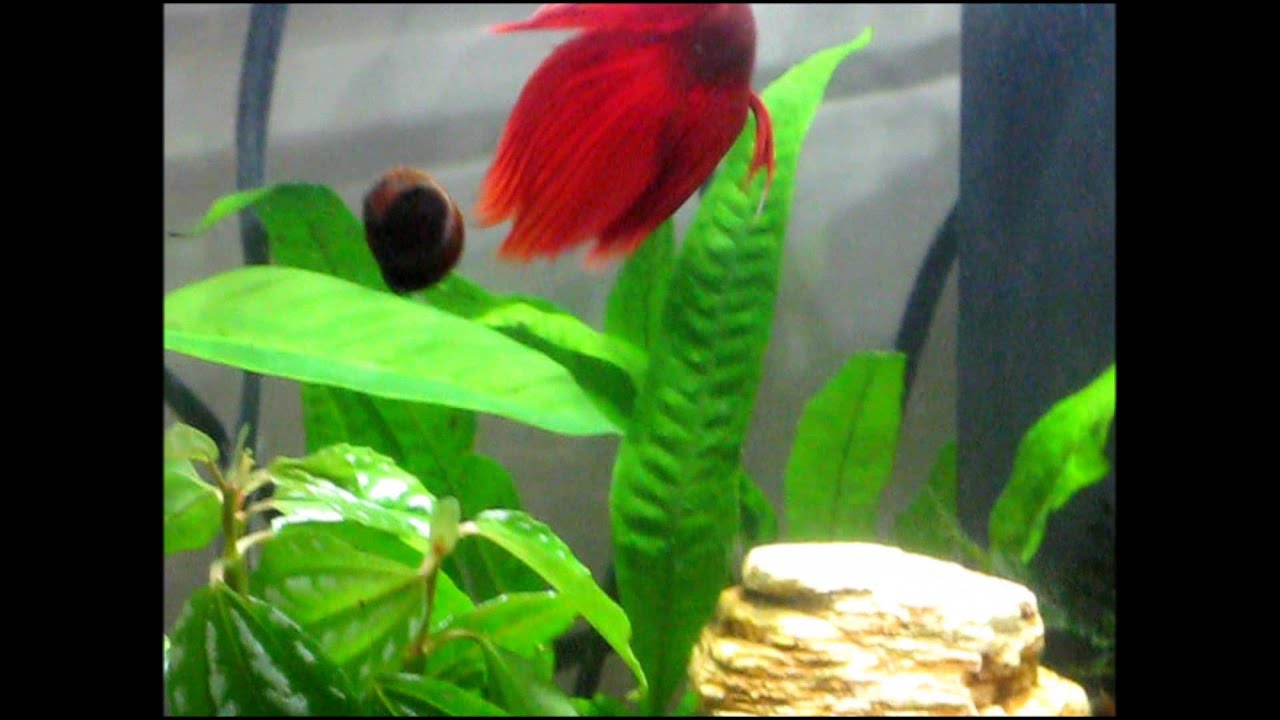 Betta fish flaring fins at snail - YouTube