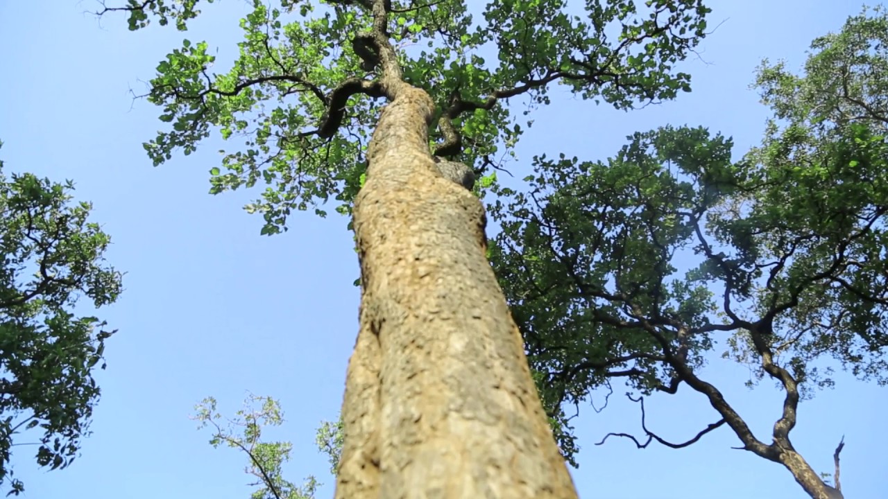 Tallest tree in the world , world longest tree HD Video, Low Angle Tree ...
