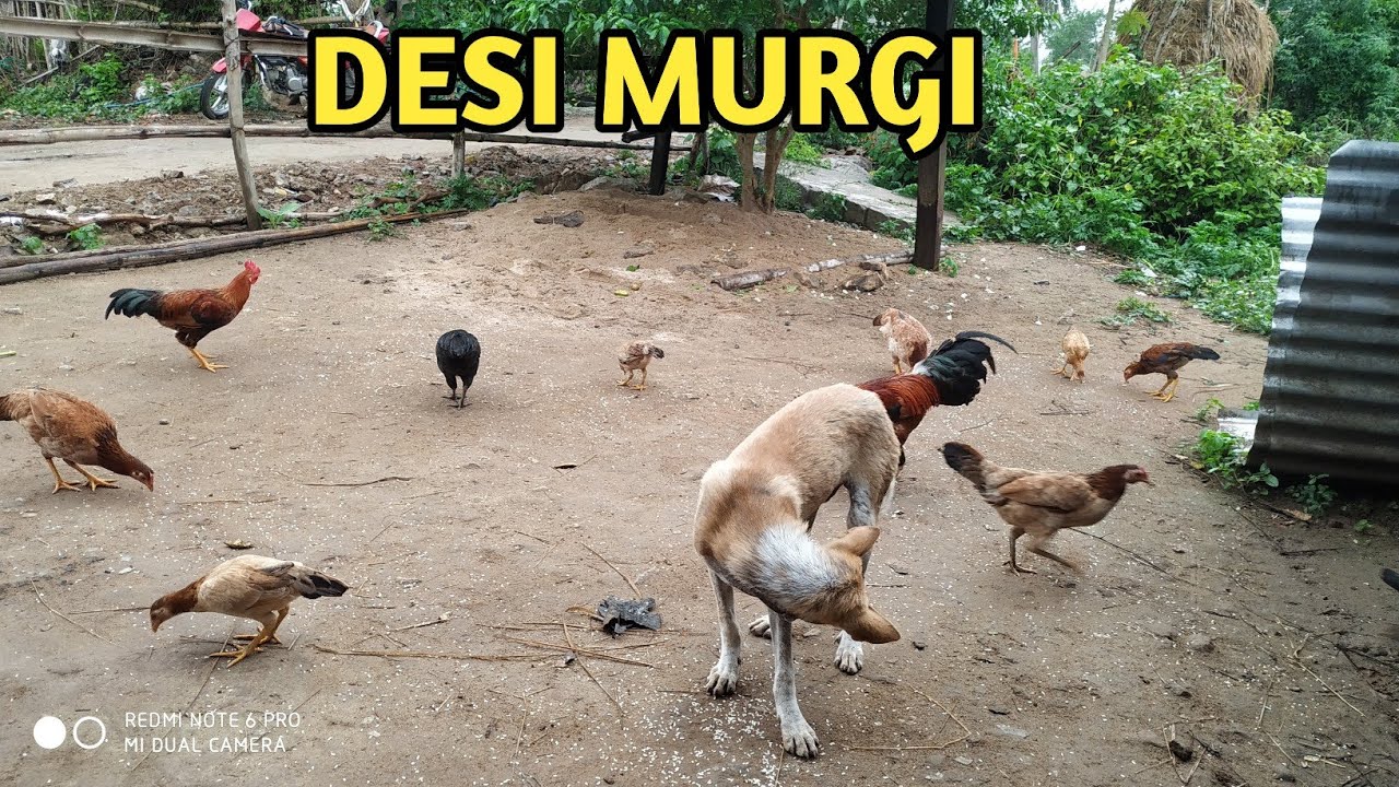 Desi Murgi | Desi Murgi Farming | Desi Poultry Farming | Desi Murgi ...