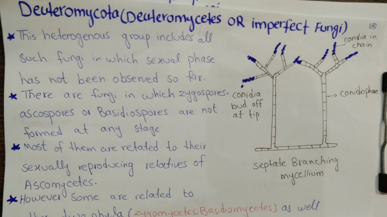 Deuteromycota or Imperfect fungi | Characteristics| Penicillium| class ...
