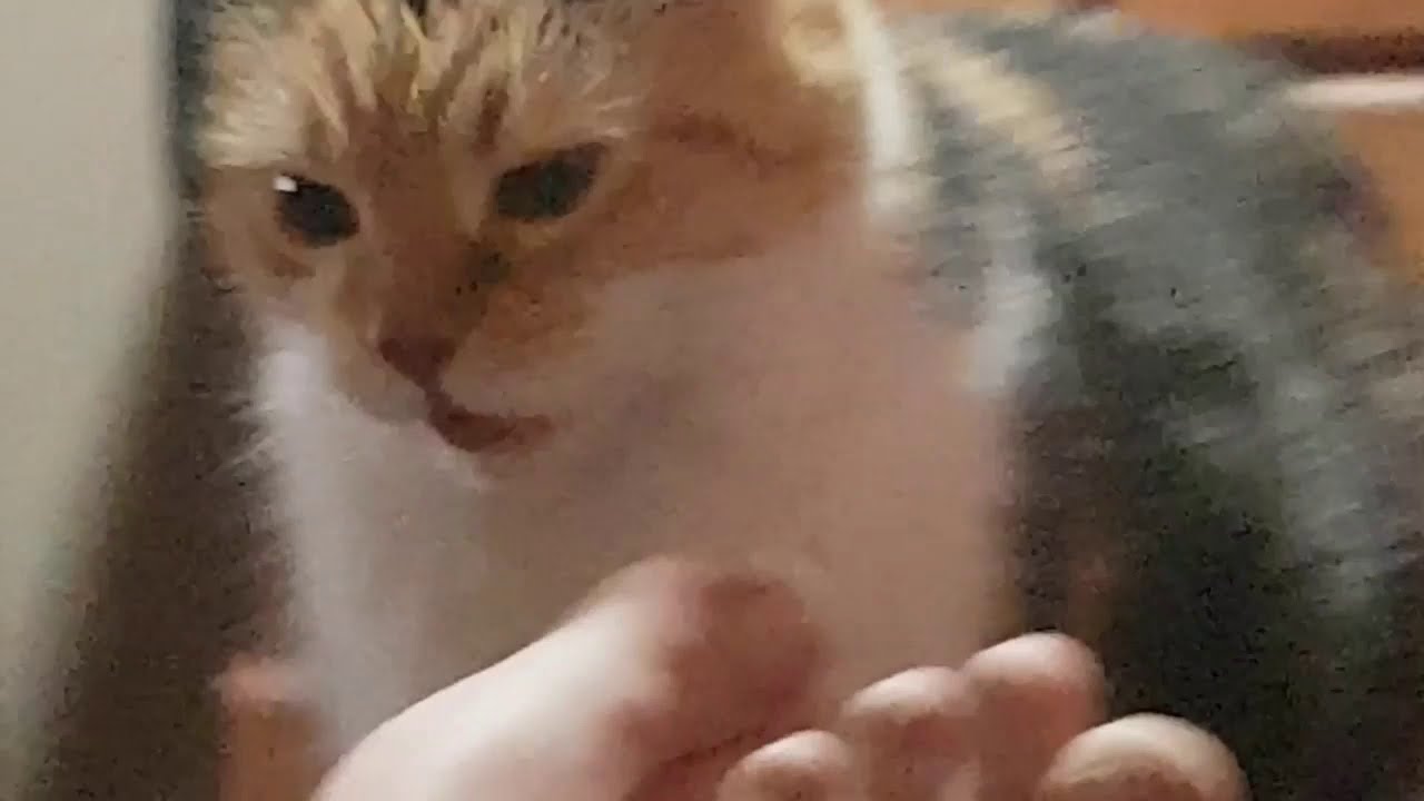 Cat makes funny face smelling feet - YouTube
