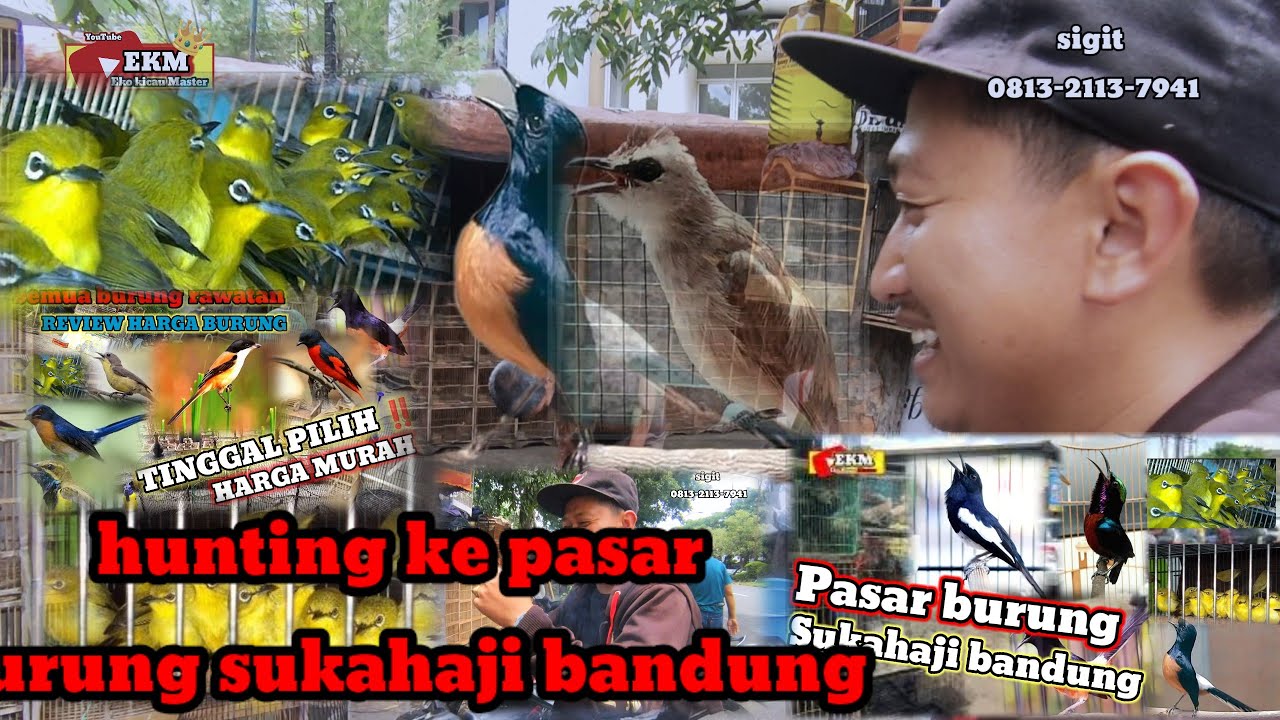 HUNTING KE PASAR BURUNG TERBESAR BANDUNG PASAR SUKAHAJI ‼️JUAL REPTIL ...