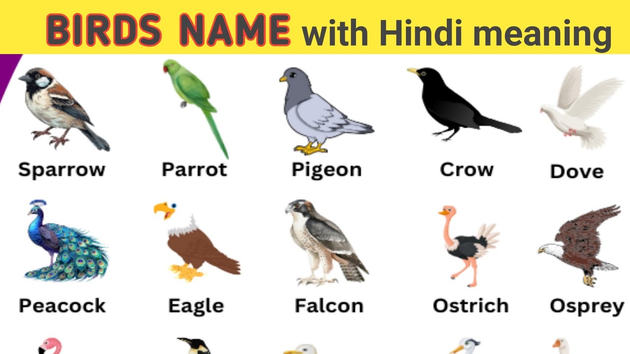 15 Birds name | Birds name with hindi meaning | Pakshiyo ke naam | Kids ...