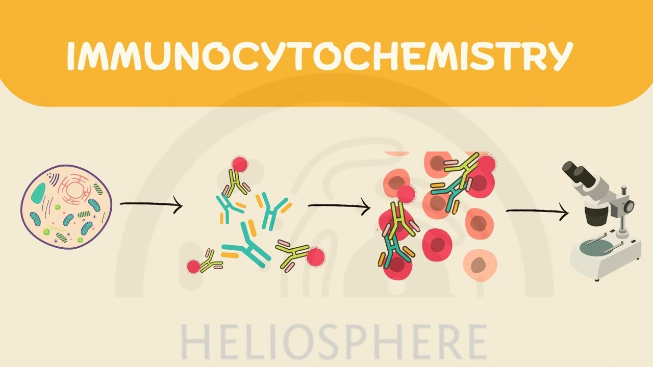 Animation | Immunocytochemistry | Step-by-Step Guide to Protein ...