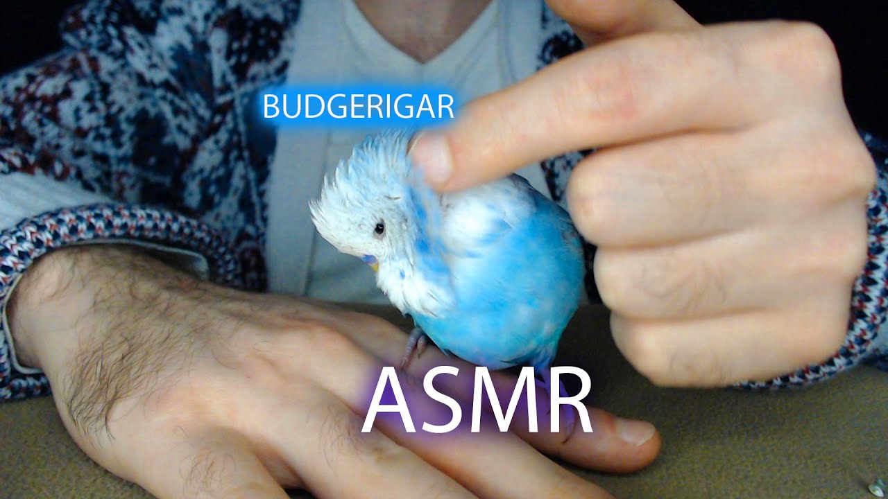Budgerigar ASMR - Muhabbet Kuşu ASMR - Animal ASMR - YouTube