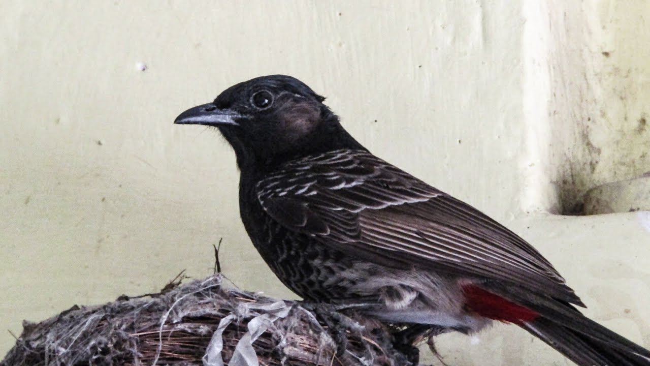 A bulbul couple nesting in balcony-Part 1 #Bulbul #Bird #LayingEggs # ...