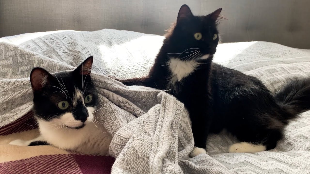 Sister cats LOVE and PLAY | Uni and Nami sister cats - YouTube