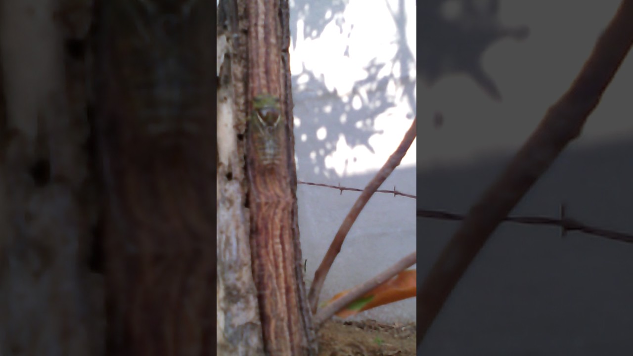 EL CHIQUIRIN CANTOR - YouTube