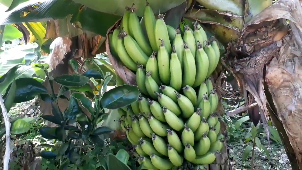 Como cuidar bananeira banana nanica - YouTube
