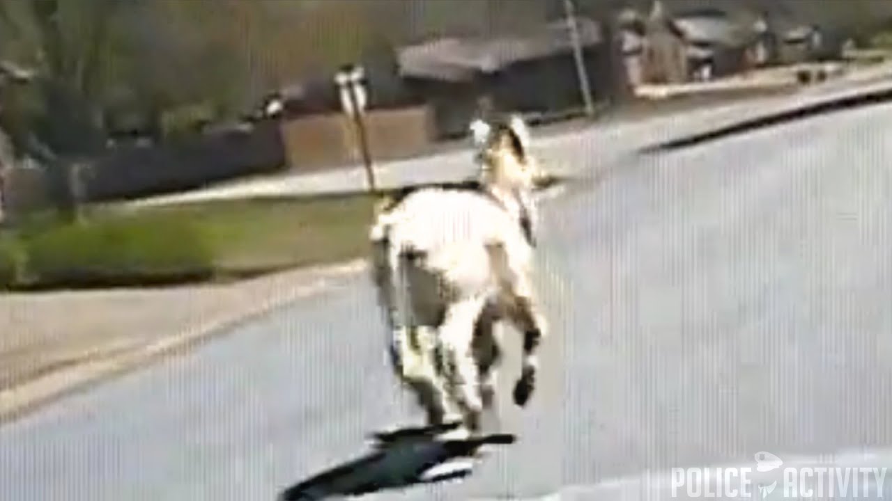 Runaway Donkey Police Chase - YouTube