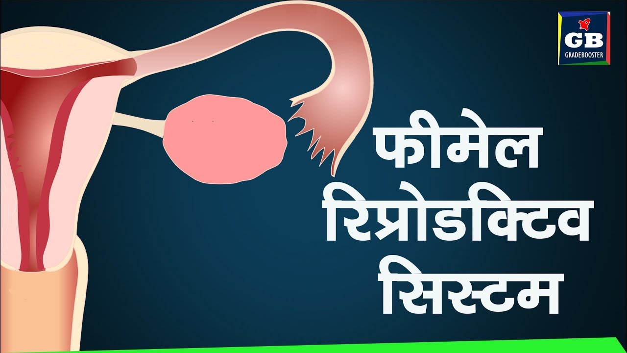  Female Reproductive System In Hindi Reproduction 10th Biology CBSE