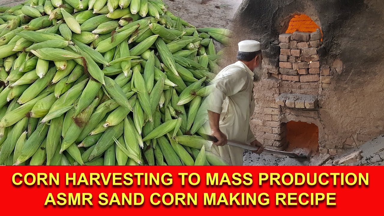 How to Cook Corn in Sand | CORN HARVESTING PAKISTAN | Mass Production ...