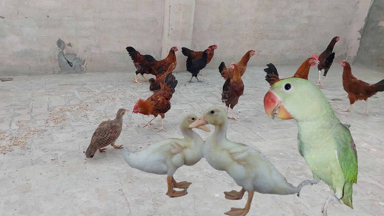 New Parrot aa gaya | teetar nay Ducks & hens par attack kar dia | 😲 ...