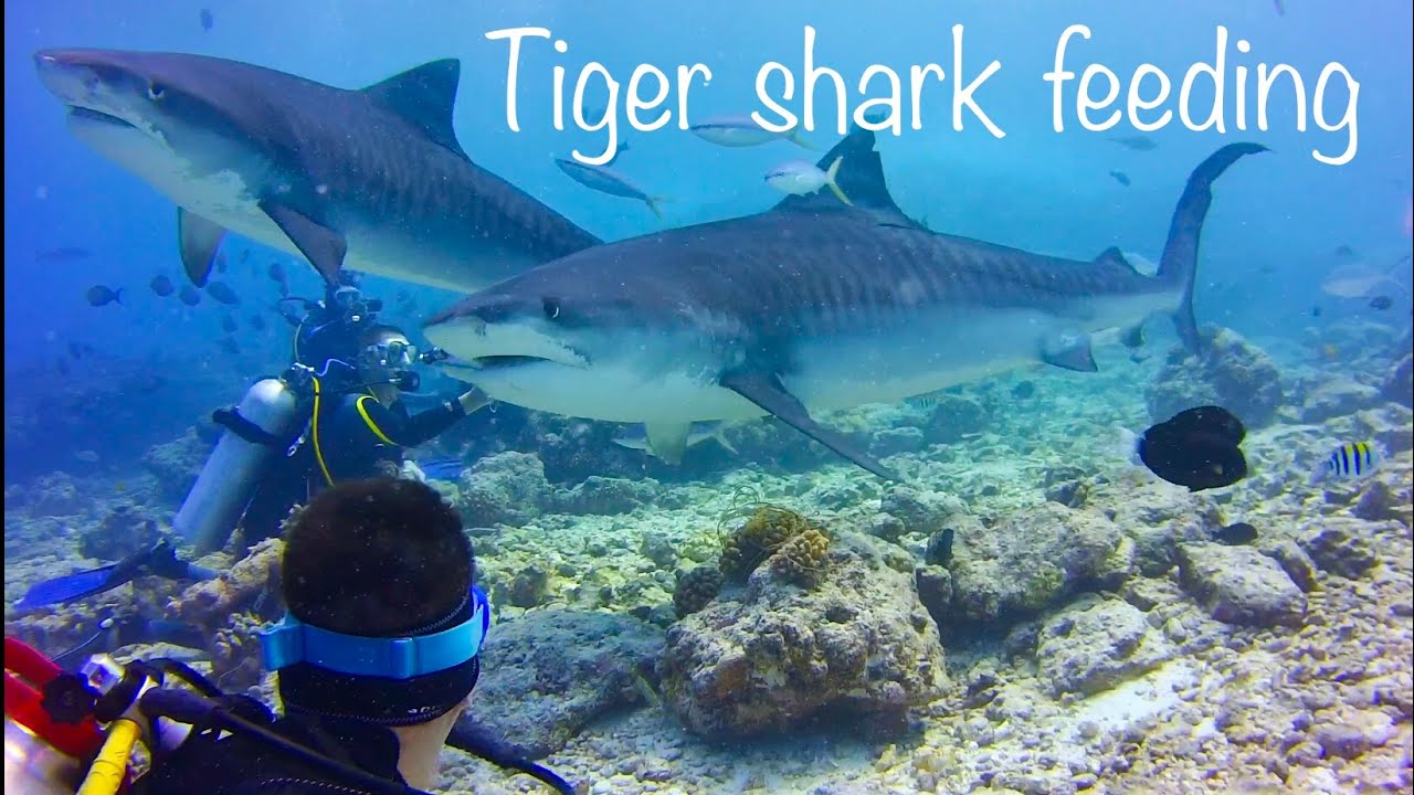 Tiger shark feeding at Maldives ! - YouTube