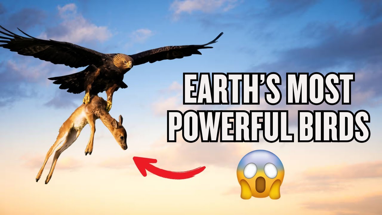 10 Strongest Birds on Earth – How Much Weight Each Can Lift! - YouTube