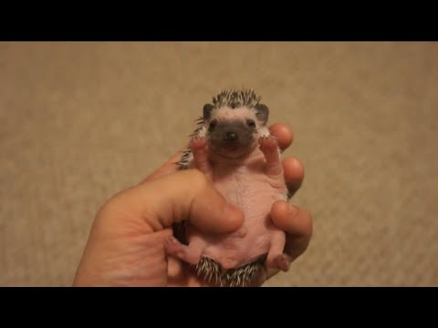 Baby hedgehog yawn - YouTube