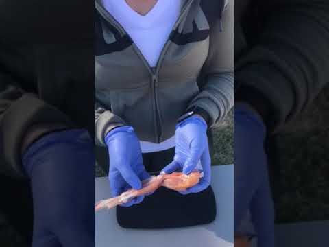 Identifying the synovial joints on a chicken wing - YouTube