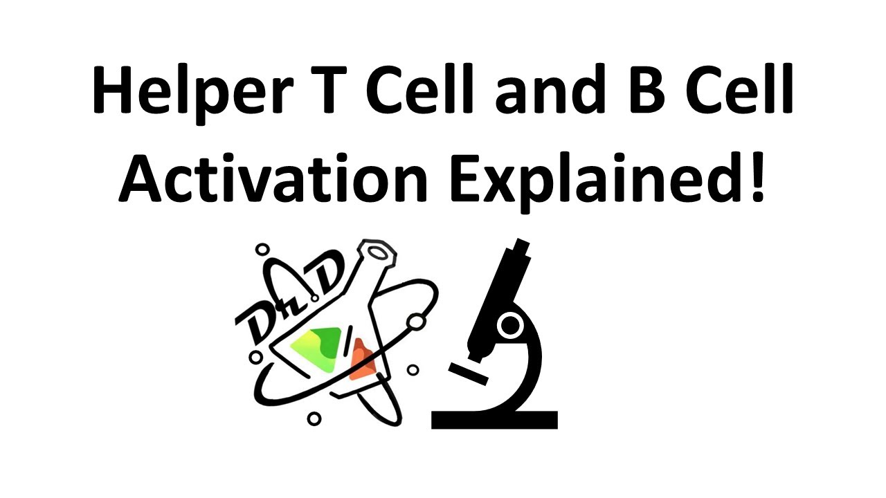 Helper T cell (CD4+) and B cell Activation Explained! - YouTube