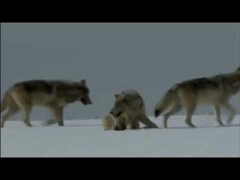 Return of the Yellowstone wolves Natures Power Documentary - YouTube