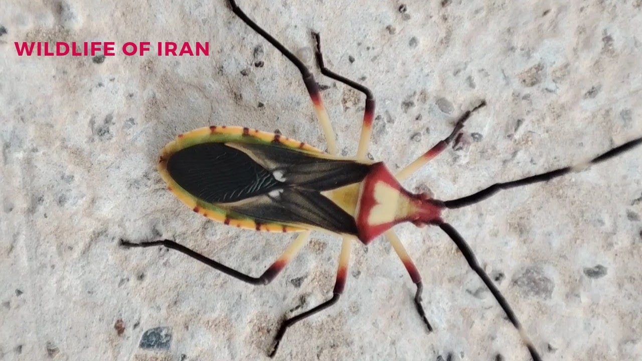 What is the name of this beautiful but smelly insect? #iran - YouTube