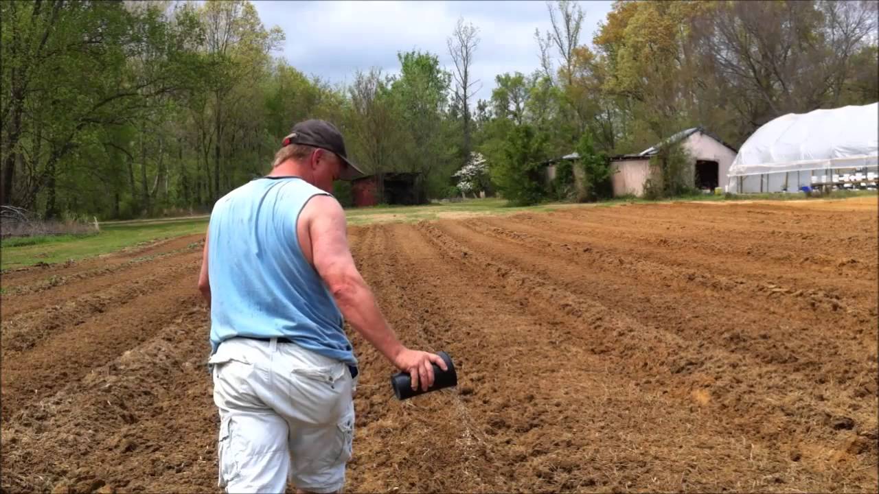 How I Plant Contender Bush Beans - YouTube