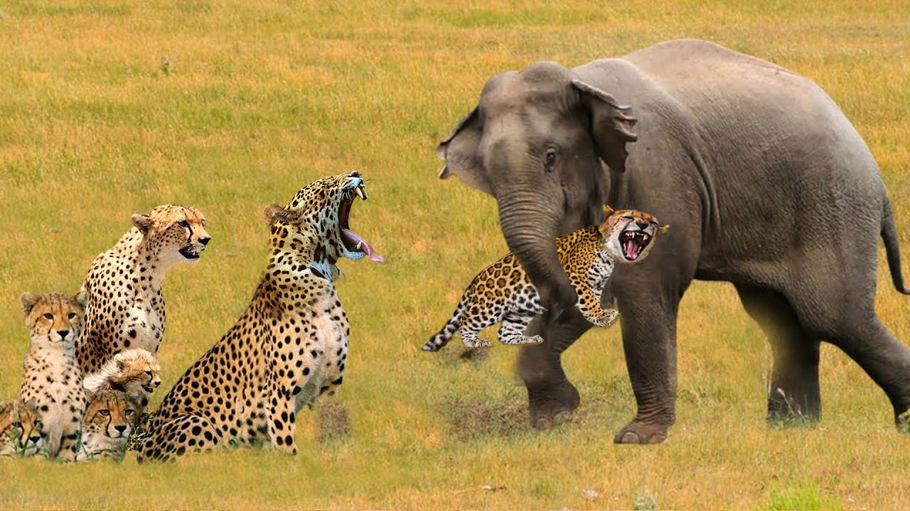 Elephant Catch Leopard Cub To Revenge - Epic Battle Between Elephants ...