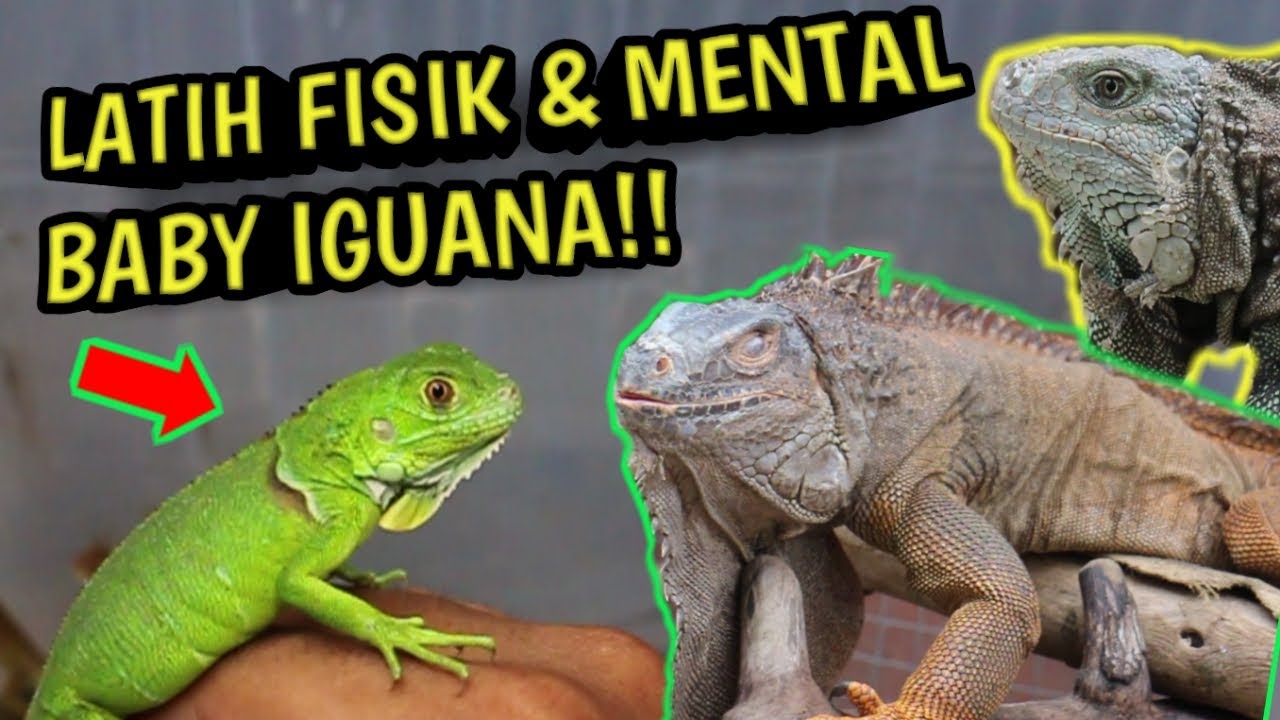 PINDAH KANDANG BABY IGUANA KE OUTDOOR!! - YouTube
